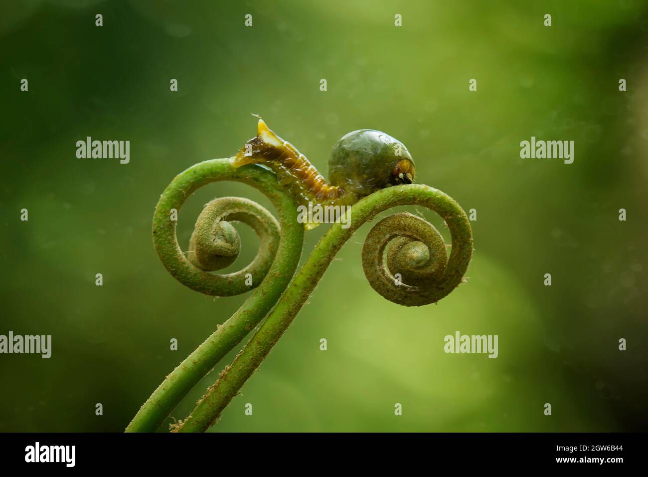 Curled snail hi-res stock photography and images - Alamy