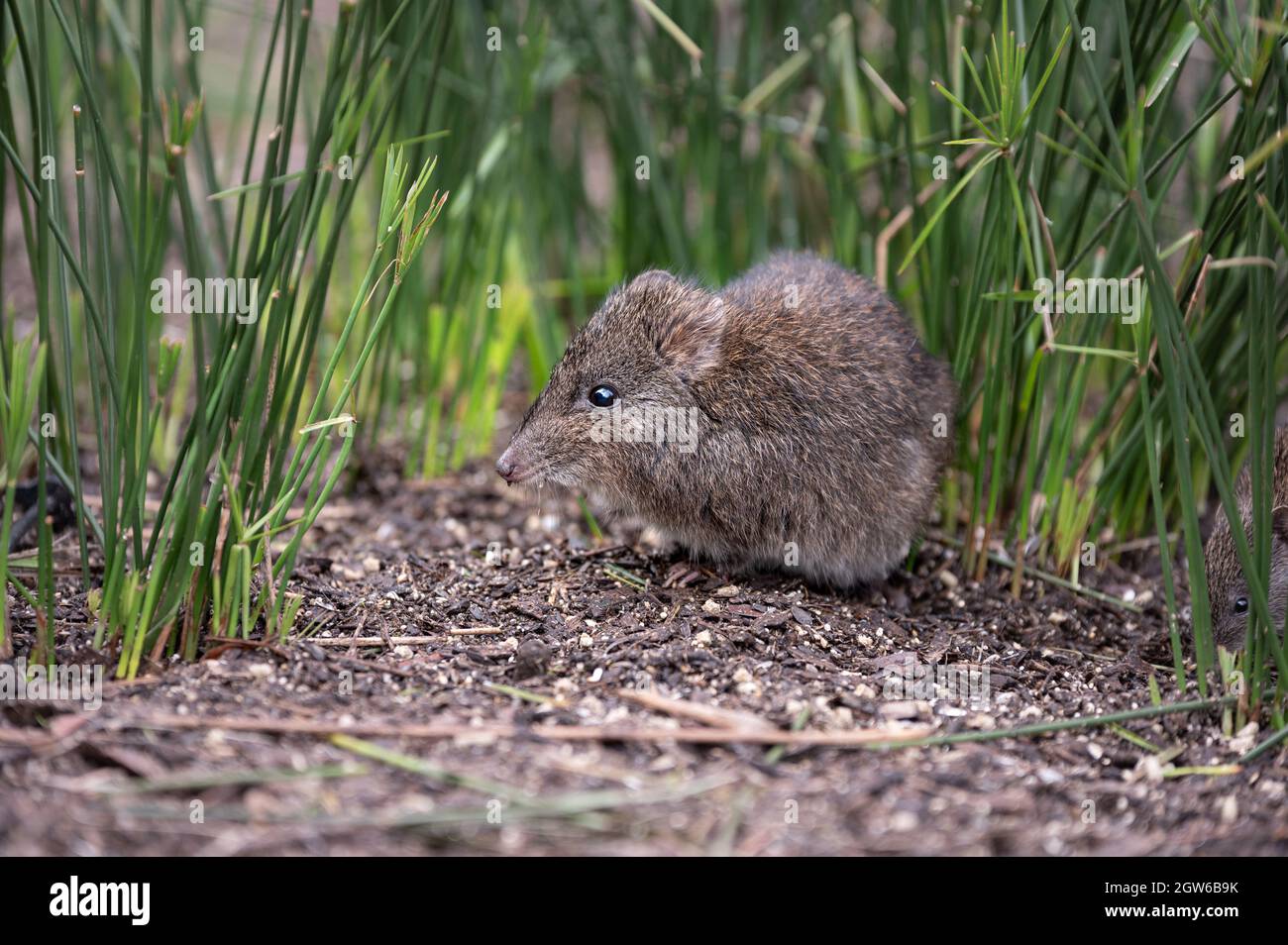 Australia field rat hi-res stock photography and images - Alamy