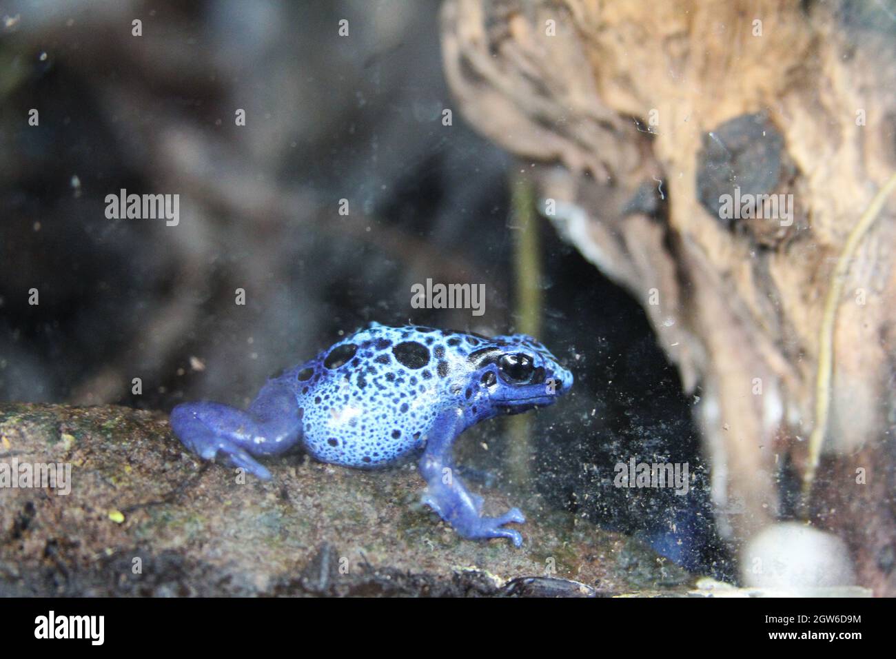 The Blue Toad Stock Photo - Alamy