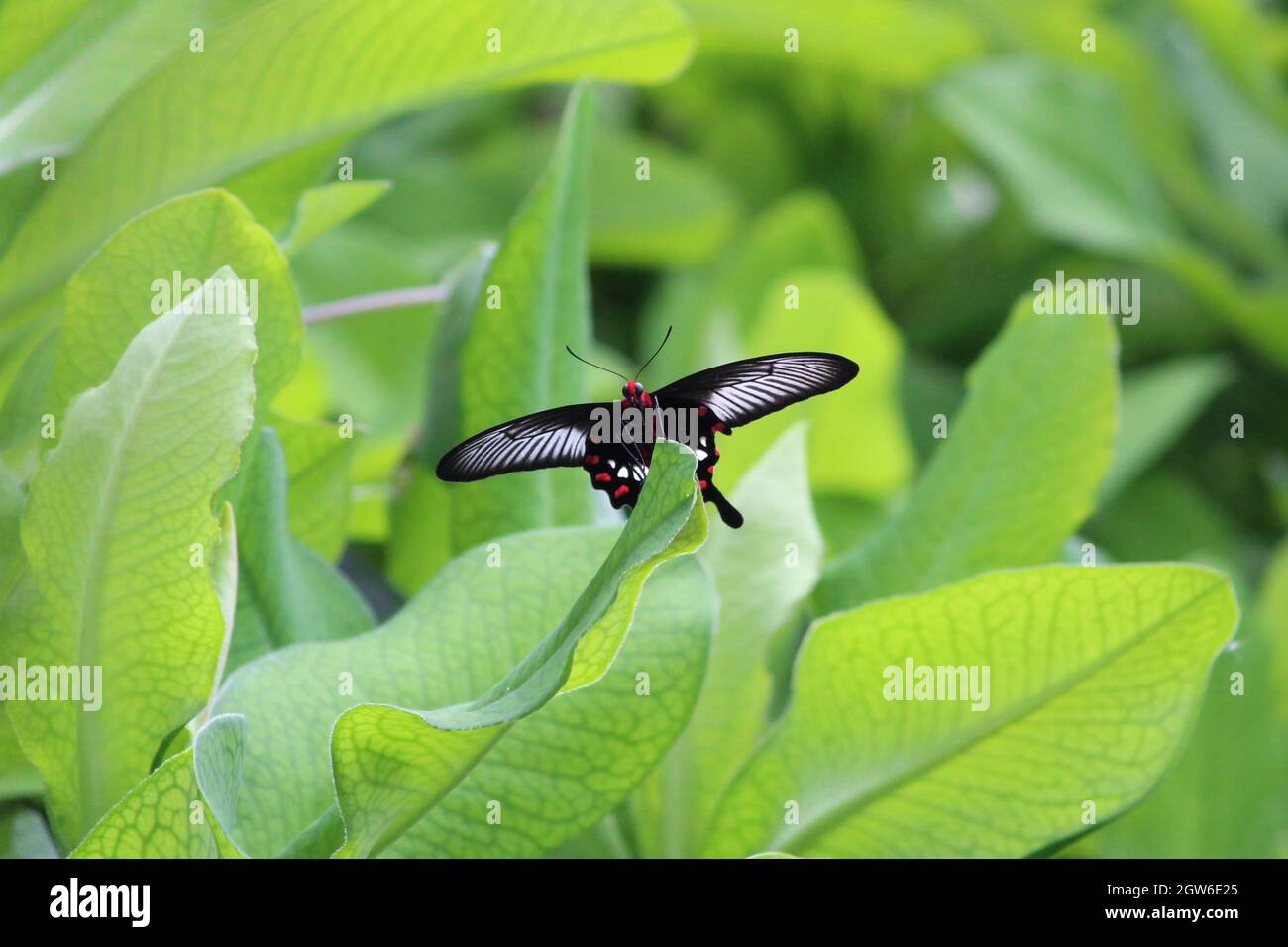Common rose butterflies hi-res stock photography and images - Alamy