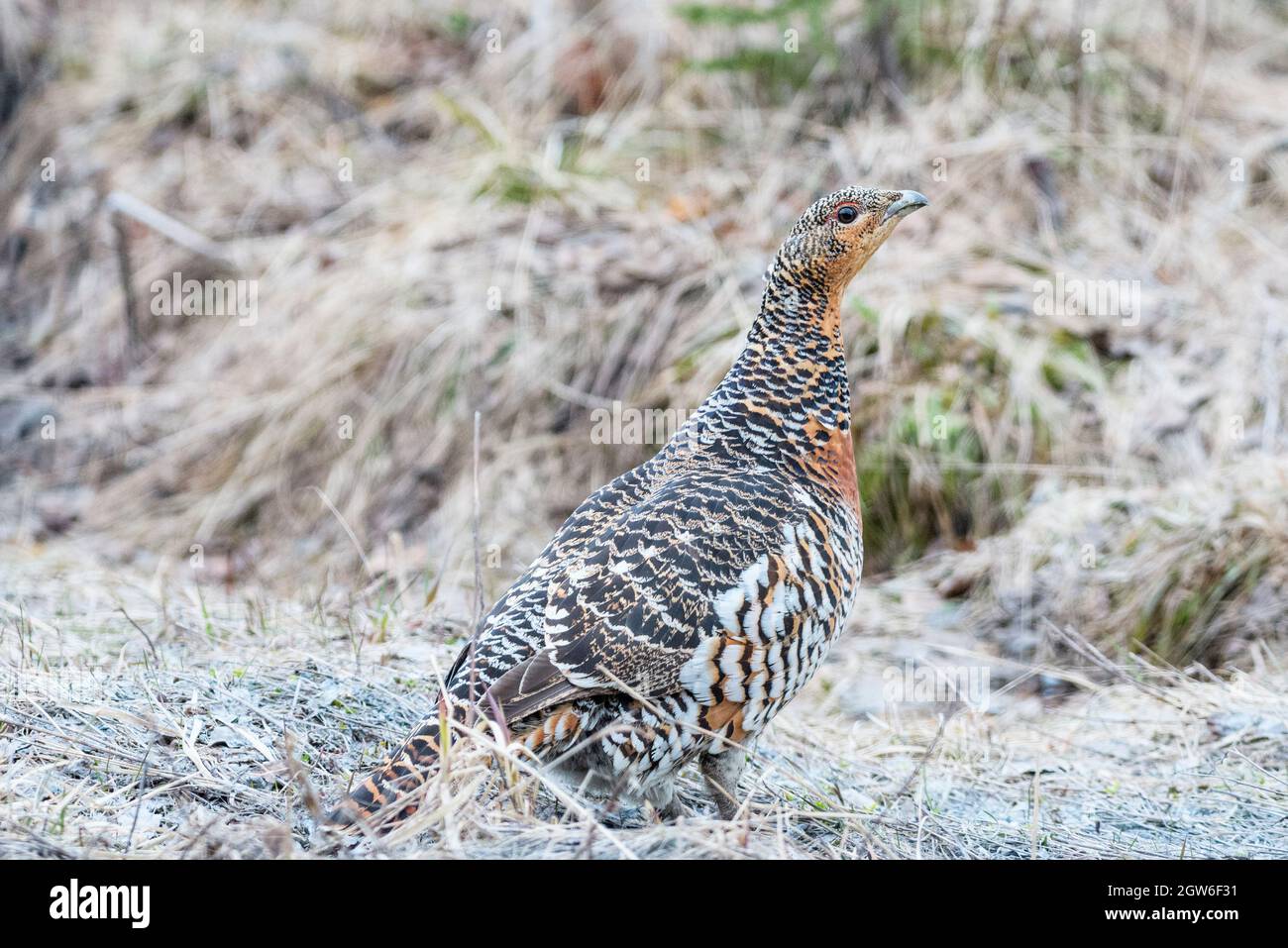 Grouse and grass hi-res stock photography and images - Alamy