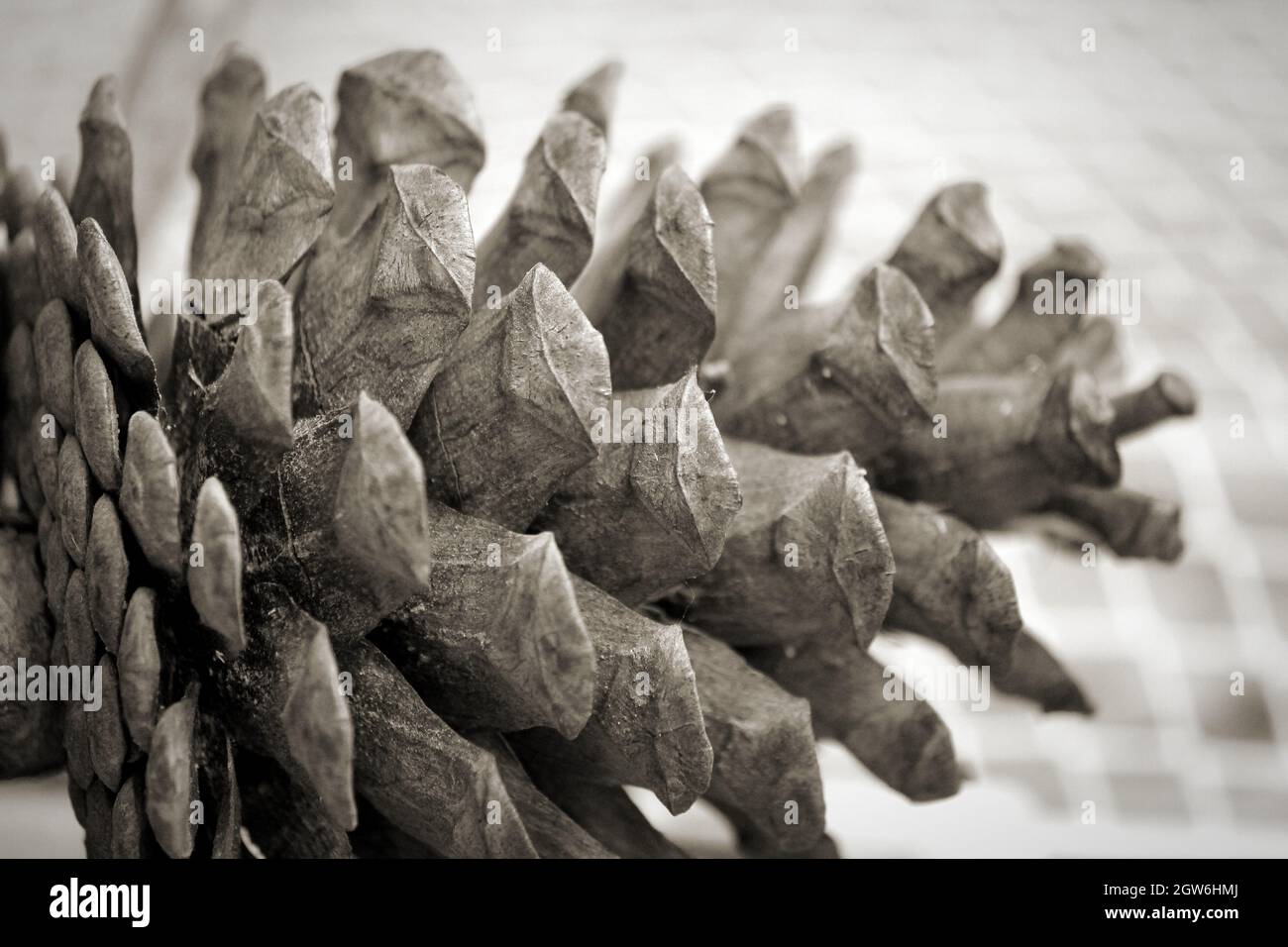 Big Pine Cone Stock Photo - Alamy