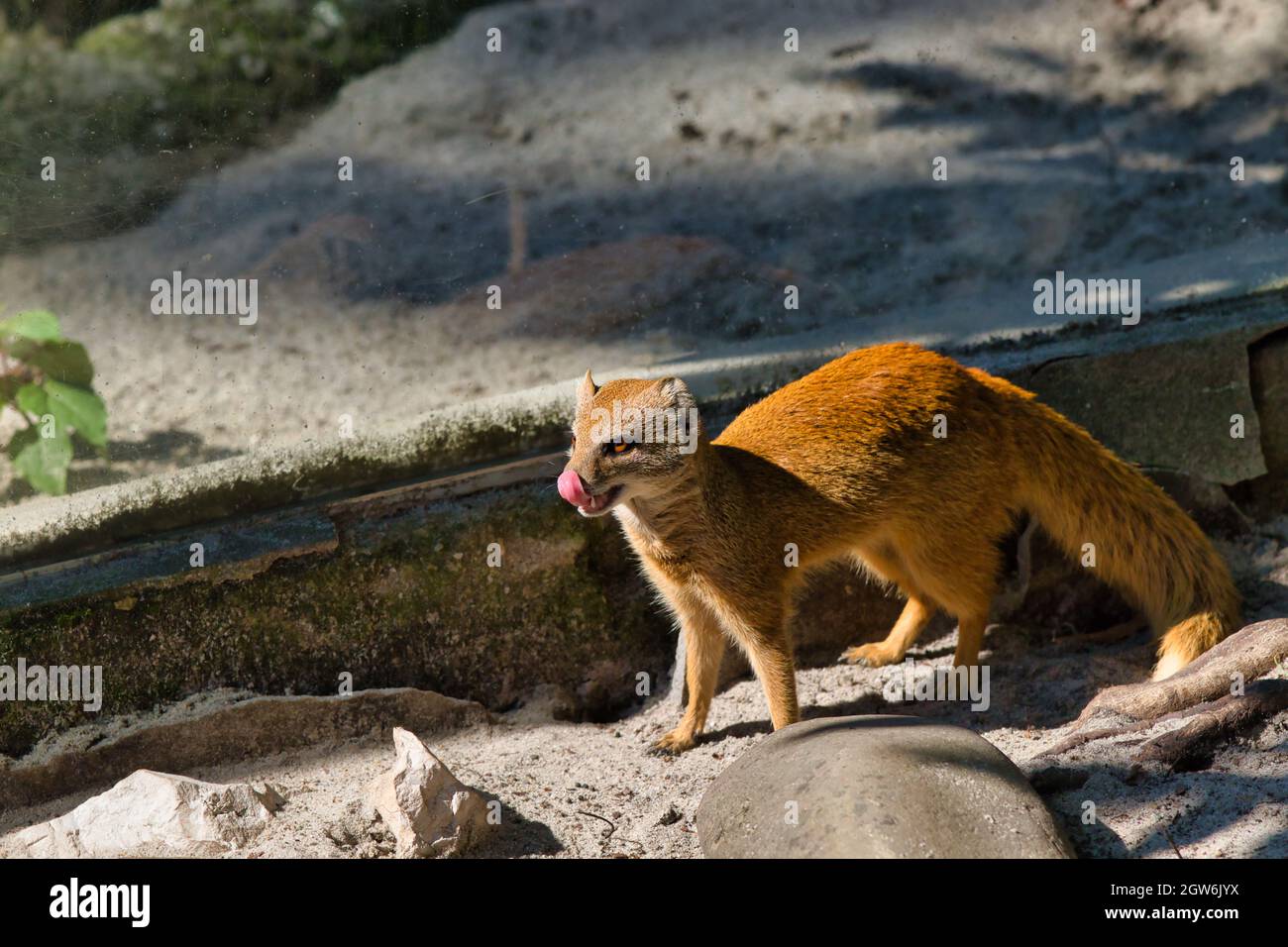 Mongoose side on hi-res stock photography and images - Alamy