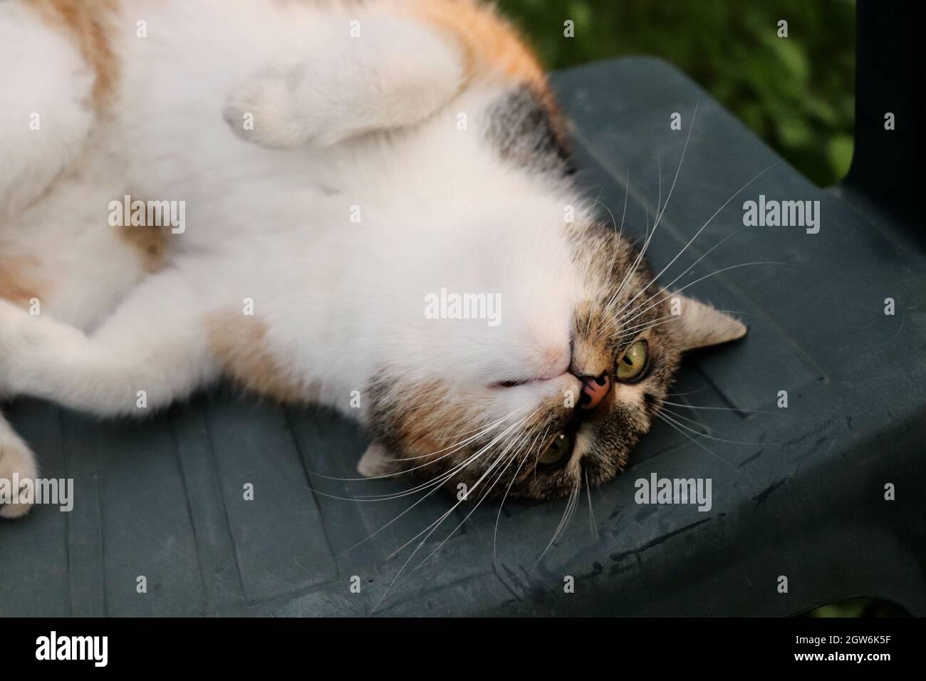 Czech cat hi-res stock photography and images - Alamy