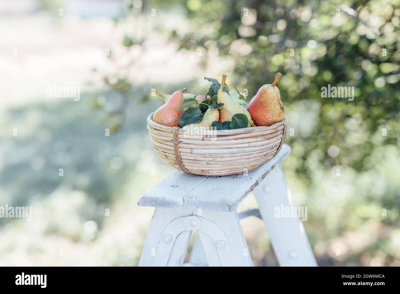 Pear tree in container hi-res stock photography and images - Alamy