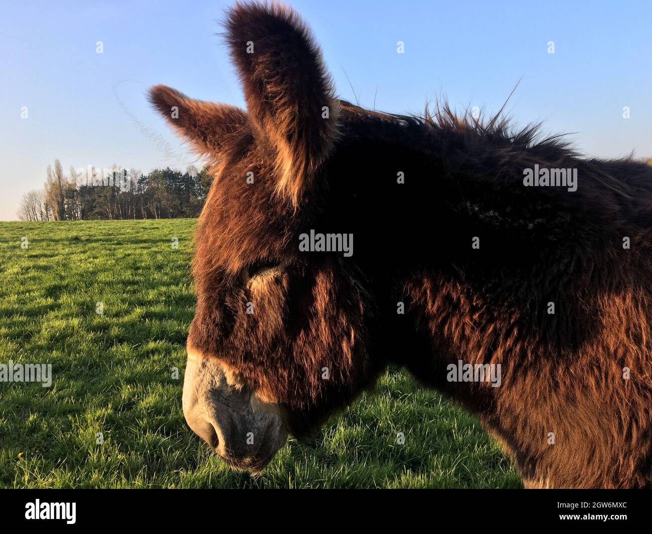 Normandy donkey hi-res stock photography and images - Alamy