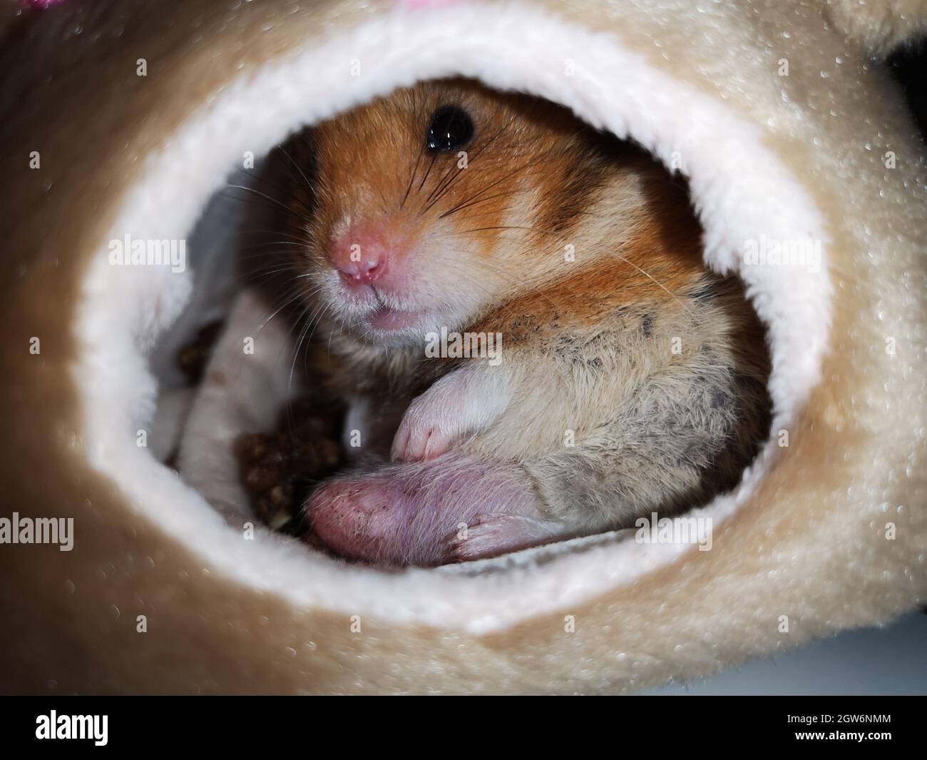 Syrian golden hamsters hi-res stock photography and images - Alamy
