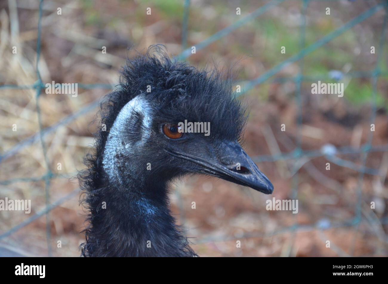 close up of an emu head Stock Photo - Alamy