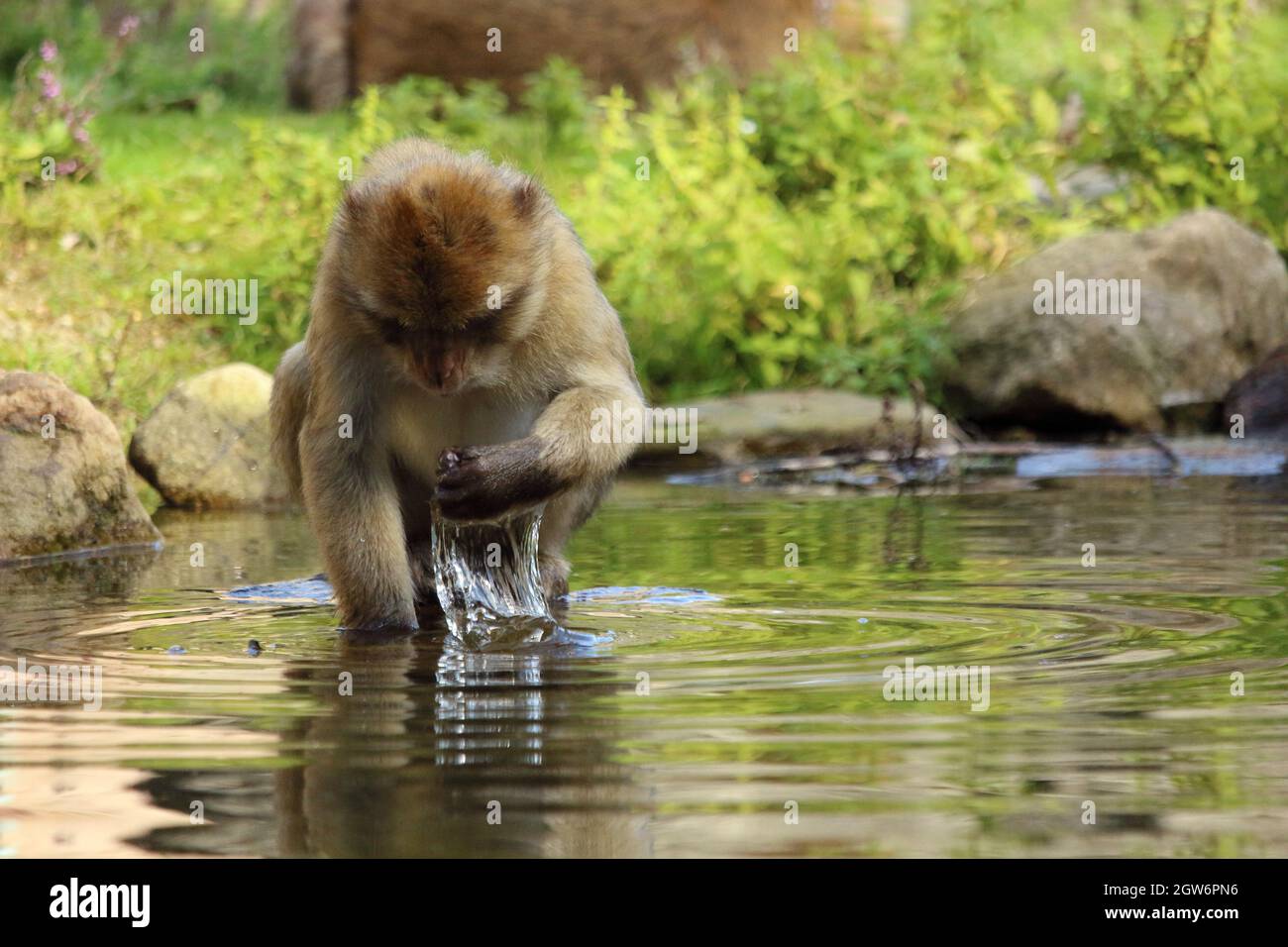 Monkey food washing hi-res stock photography and images - Alamy