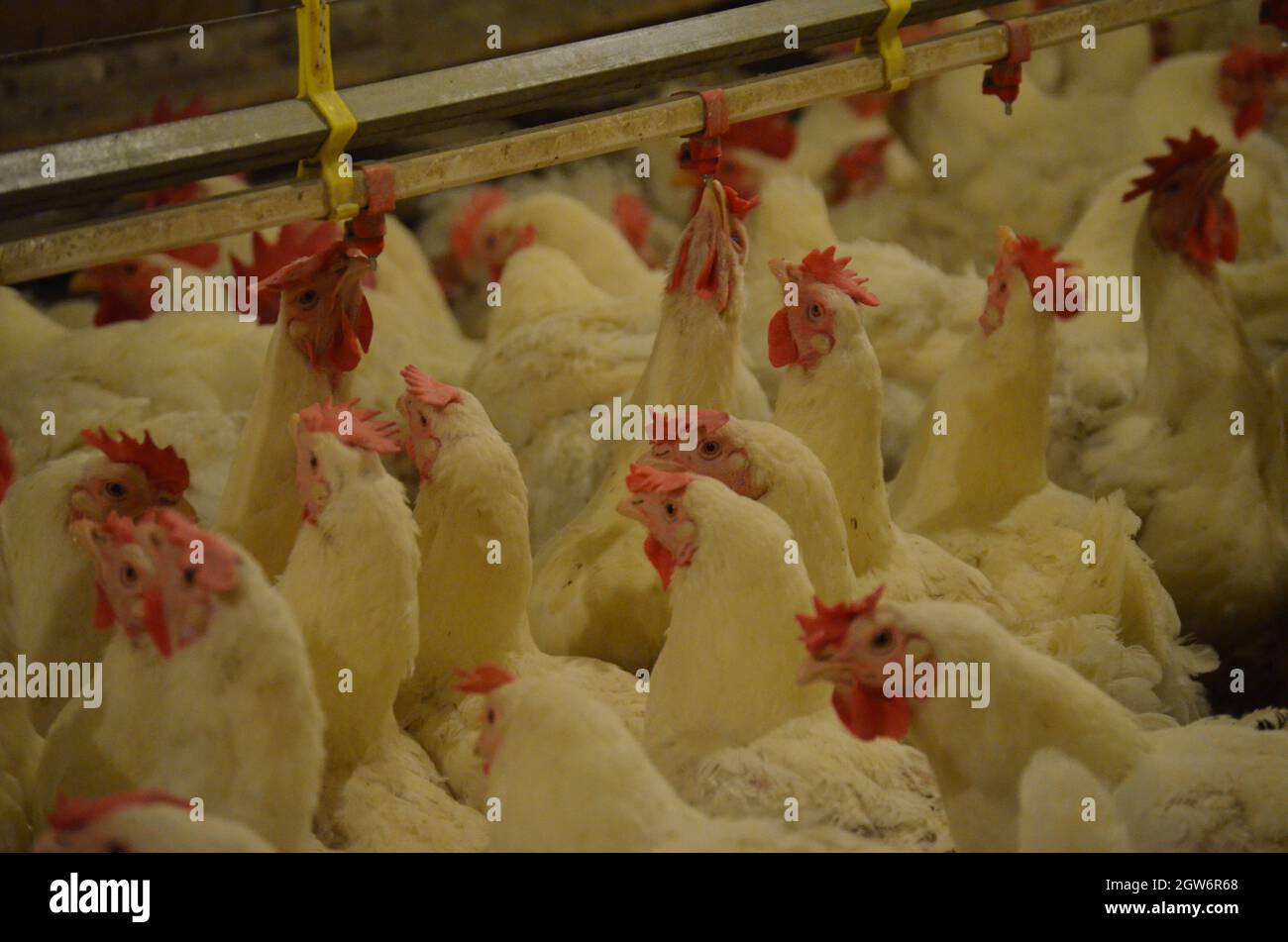 Close-up Of Broiler Breeder Farm, Poultry Farming Stock Photo - Alamy