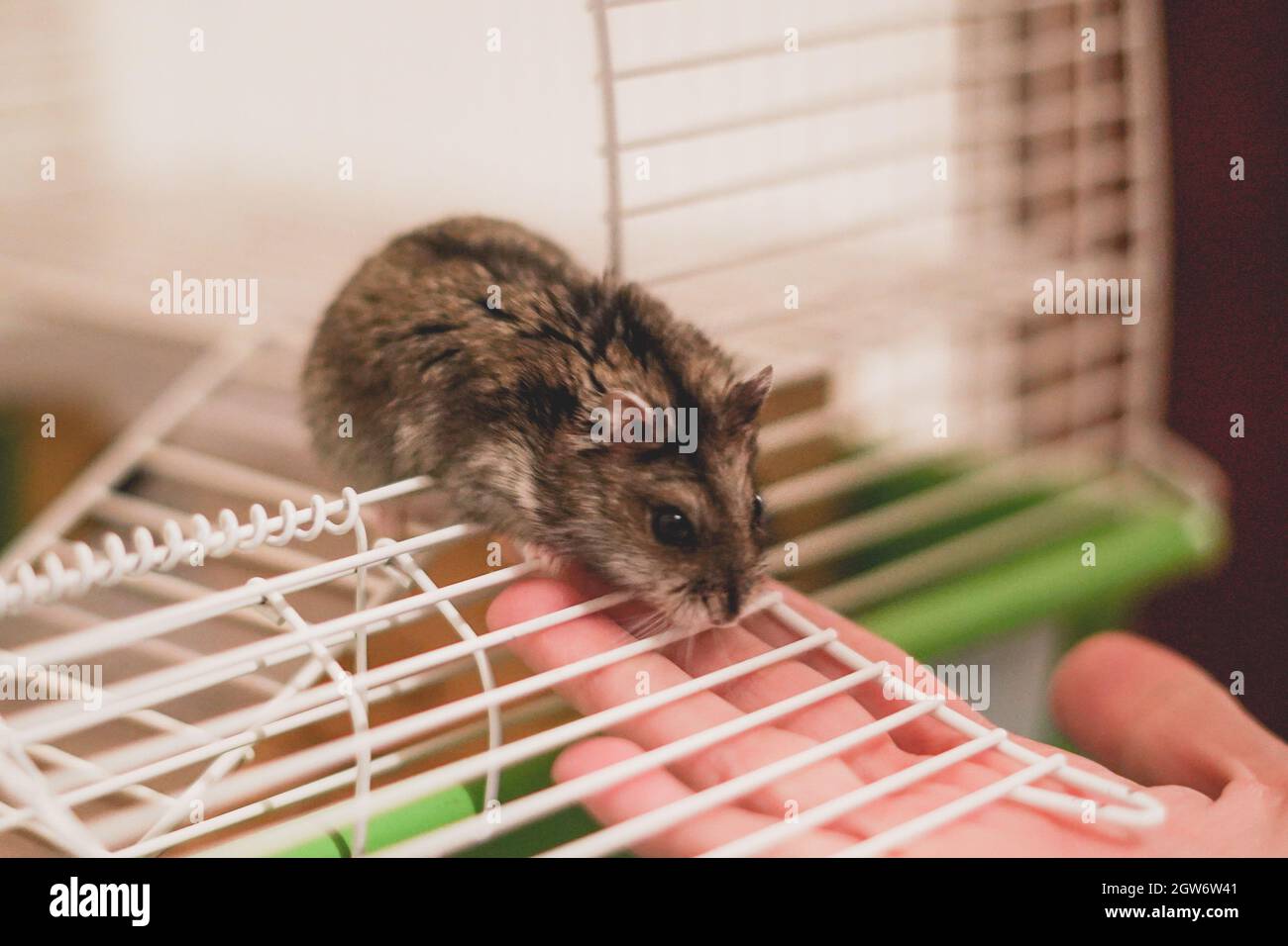 Mouse cat head hi-res stock photography and images - Alamy