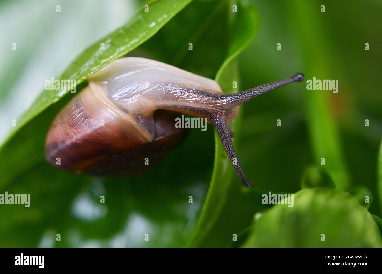 Crawling slowly hi-res stock photography and images - Alamy