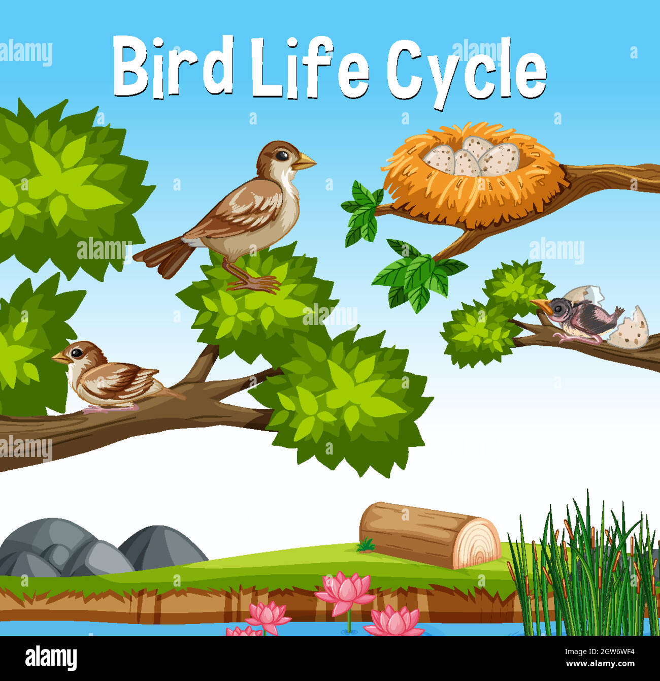 House Sparrow Life Cycle