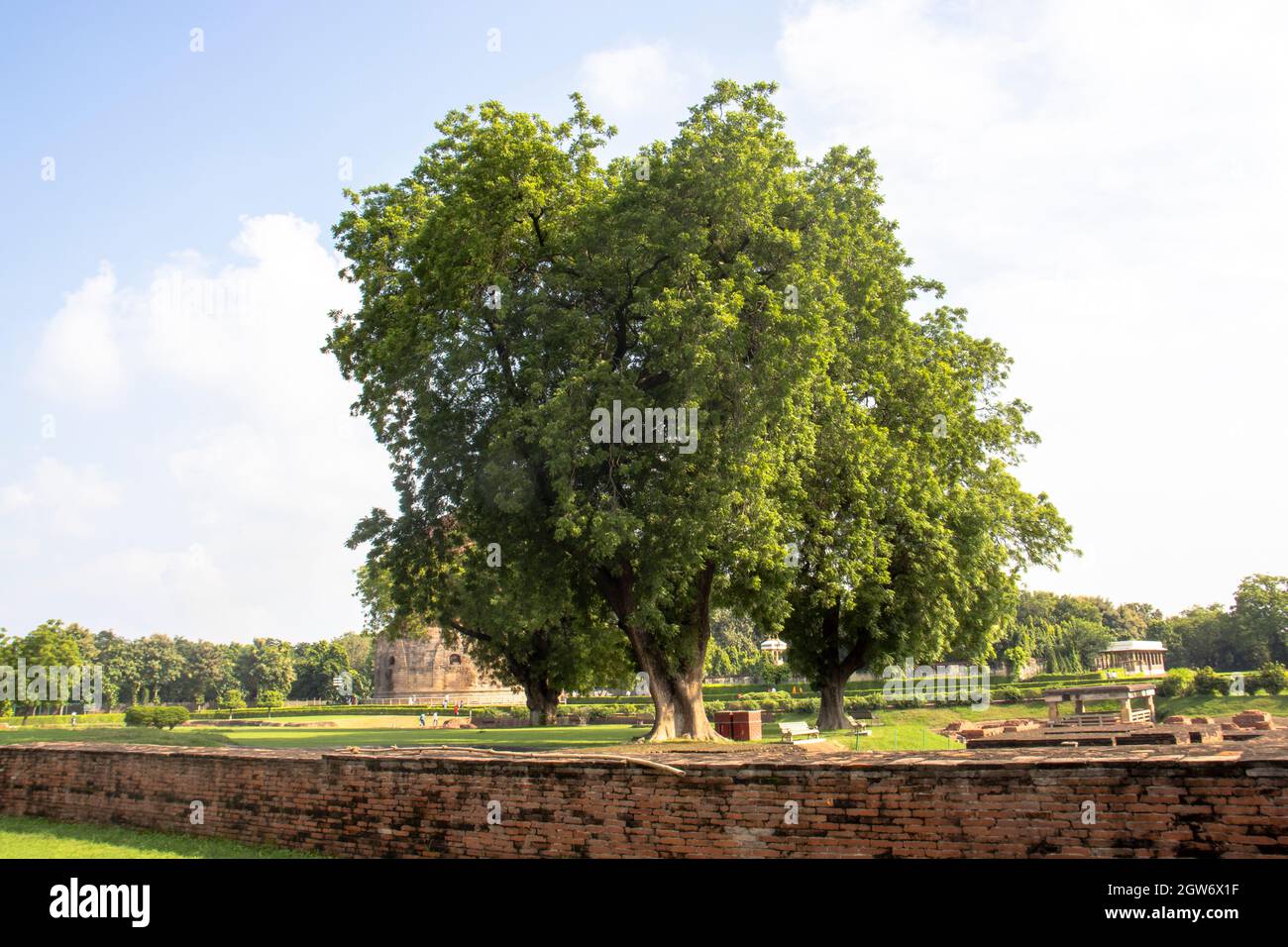 banyan tree near dhamek stupa, Sarnath, Varanasi, India Stock Photo - Alamy