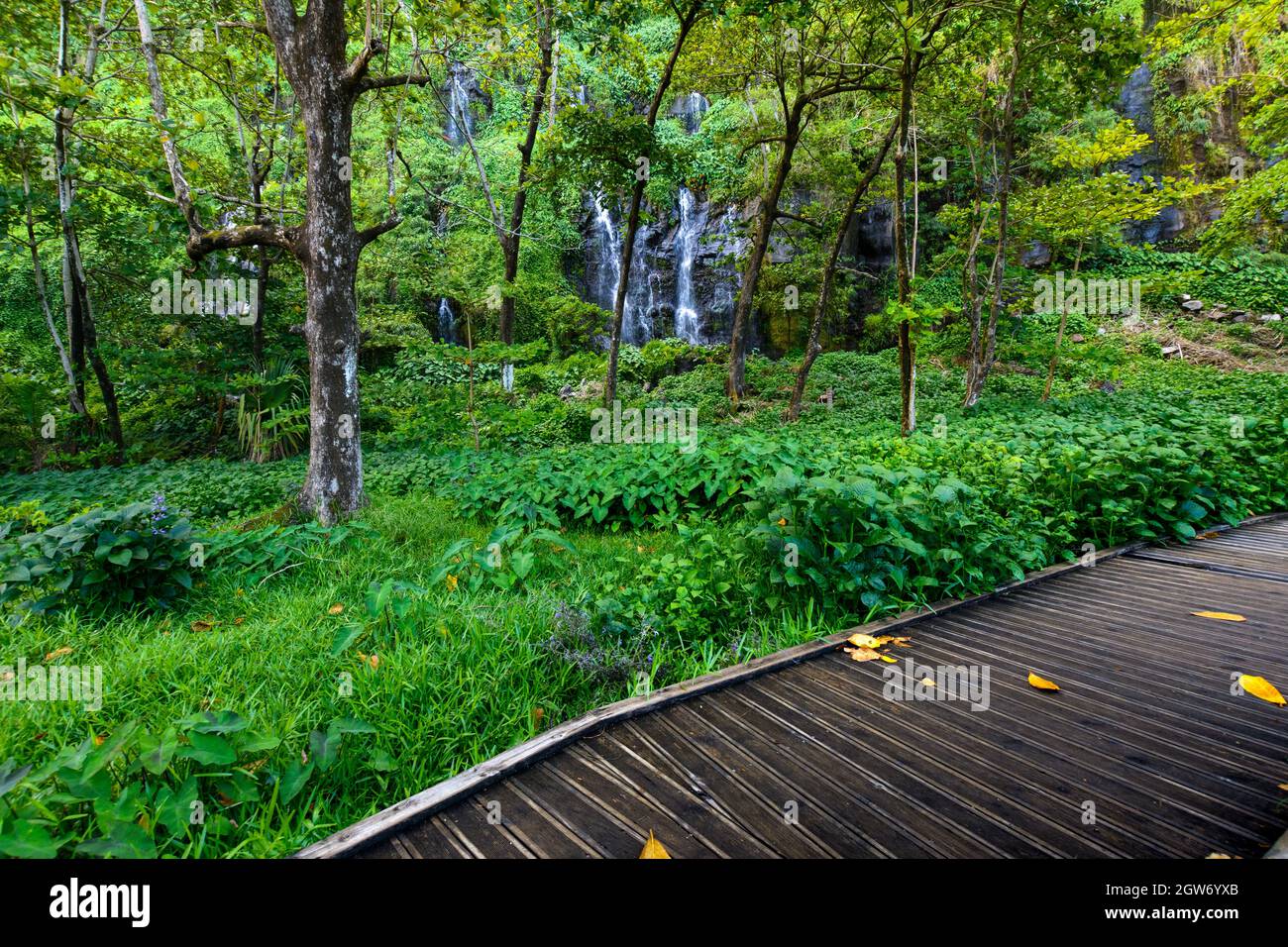 Underwood touristic site at Anse des Cascade, Sainte Rose, Reunion ...
