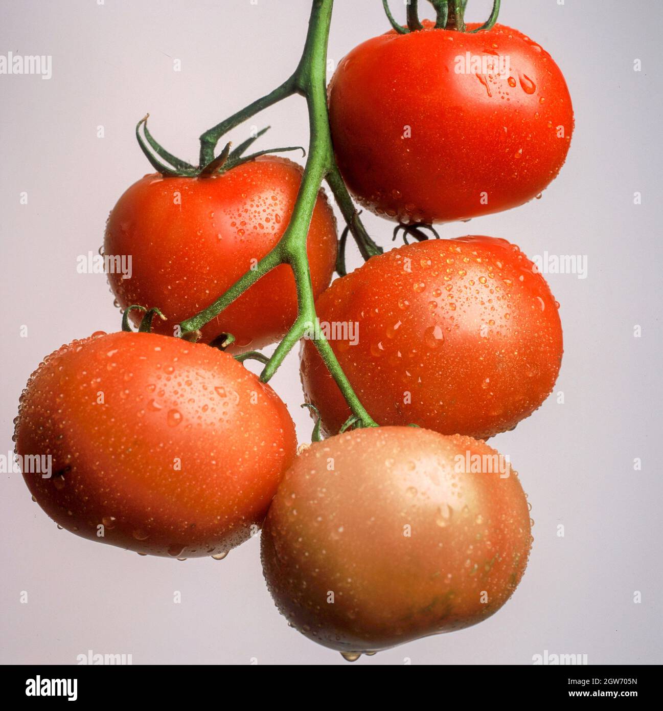 Fresh Tomato Clusters On White Background Stock Photo - Alamy