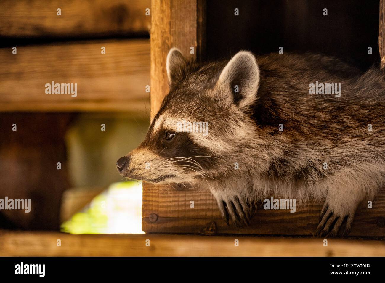 Raccoon profile hi-res stock photography and images - Alamy