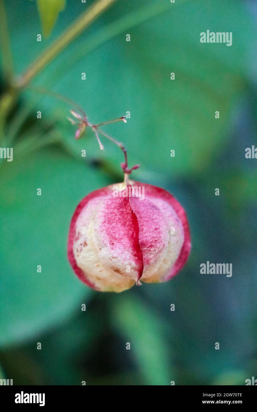 Balloon vine hi-res stock photography and images - Alamy