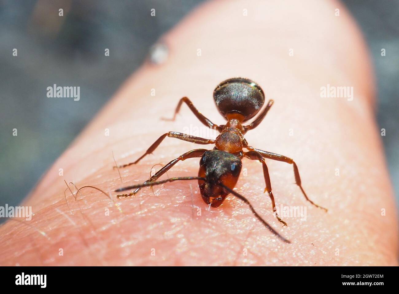 Biting ant hi-res stock photography and images - Alamy