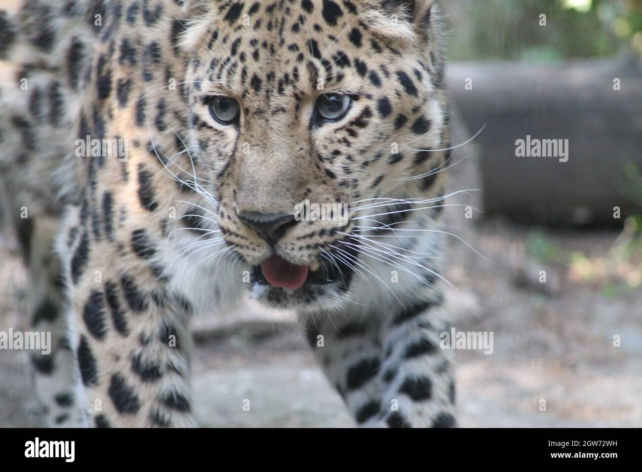 Snow leopard markings hi-res stock photography and images - Alamy