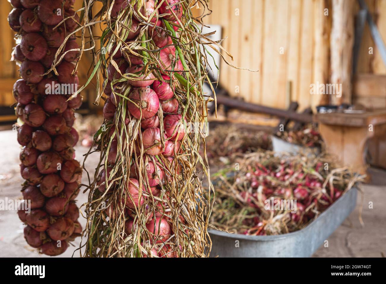 Bundles of spring onion hi-res stock photography and images - Alamy