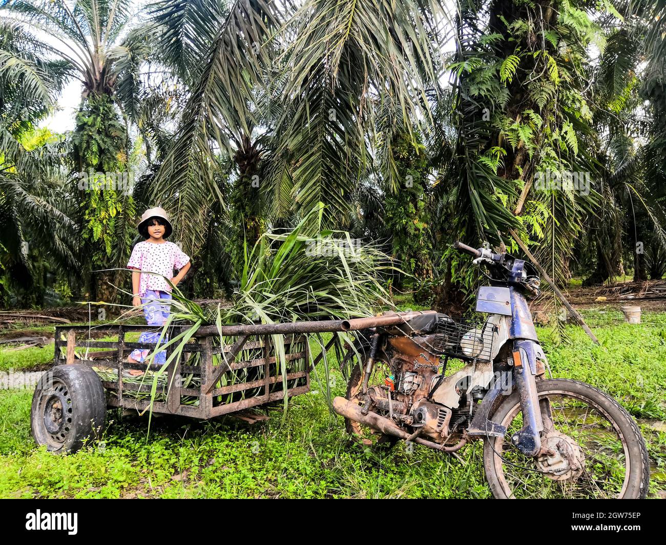 Palm oil transport malaysia hi-res stock photography and images - Alamy