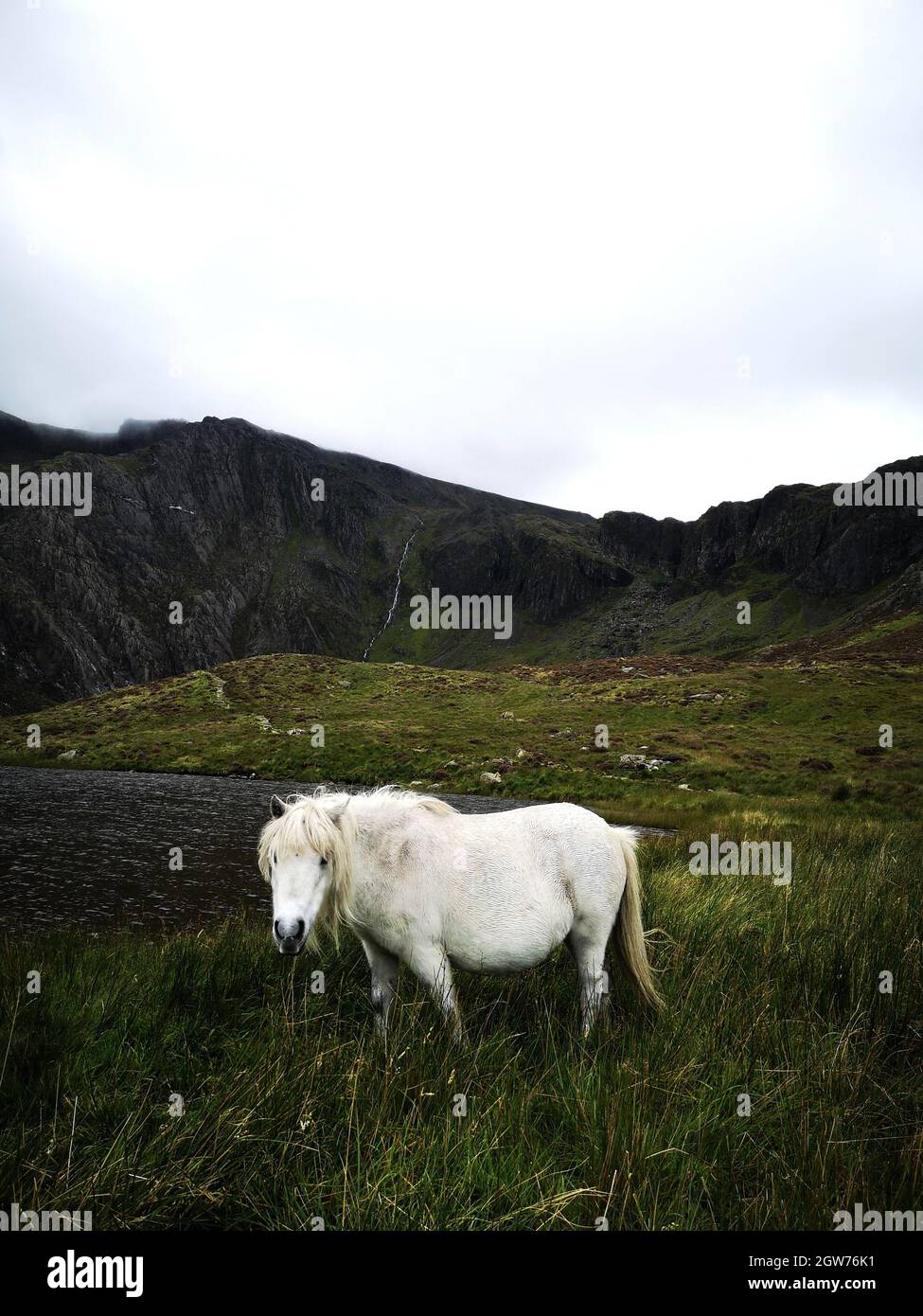 Snowdonia cattle hi-res stock photography and images - Alamy
