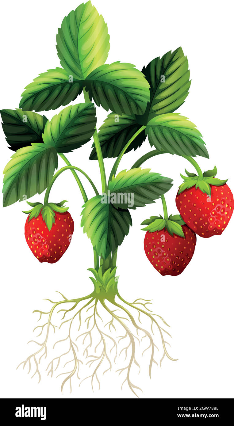 Strawberry green leaves on Stock Vector Images - Alamy