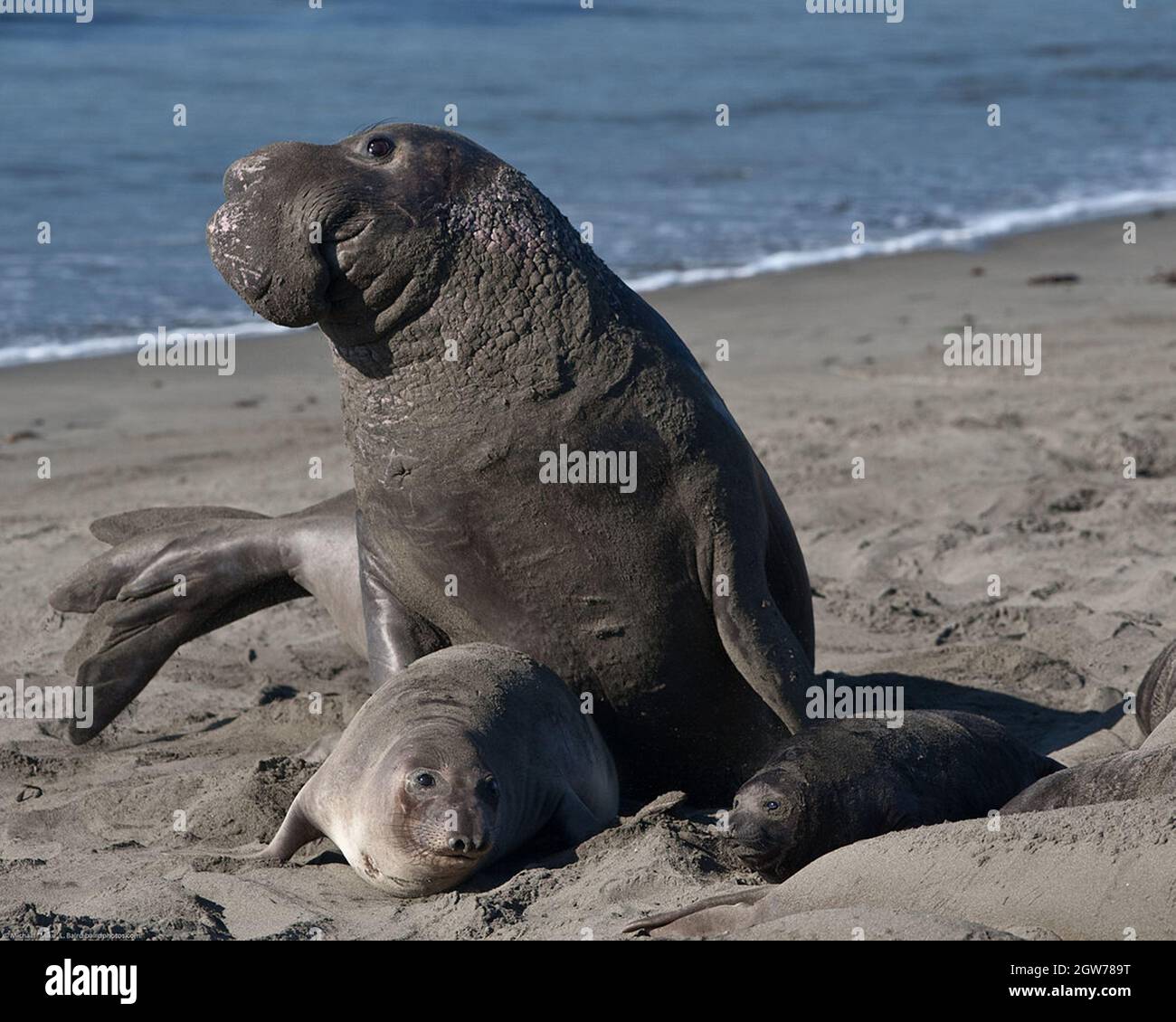 Elephant Roaring High Resolution Stock Photography and Images - Alamy