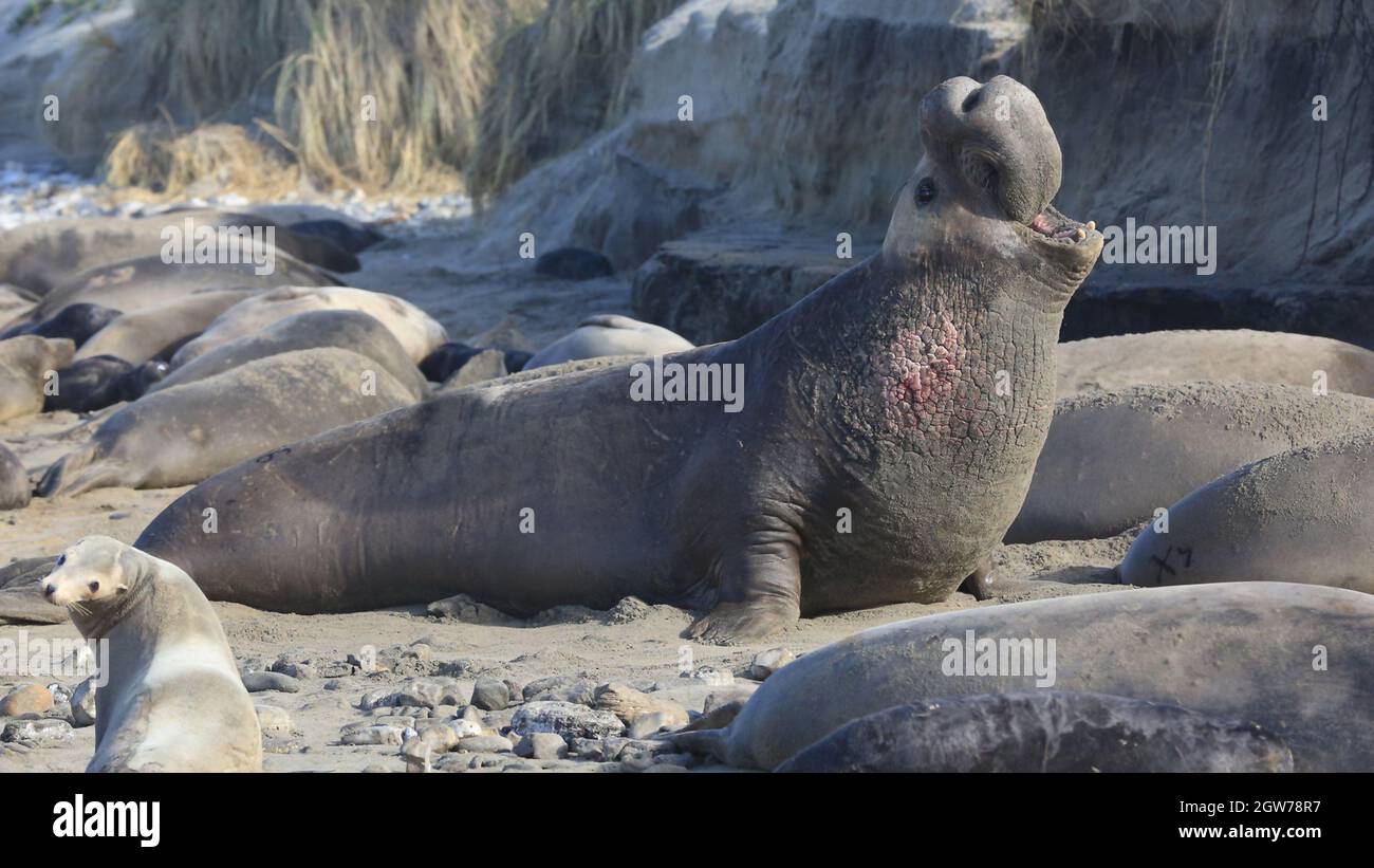 Elephant Roaring High Resolution Stock Photography and Images - Alamy