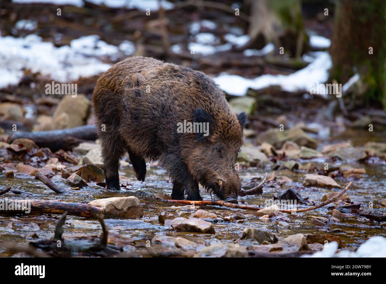 Wildlife in belgium hi-res stock photography and images - Alamy