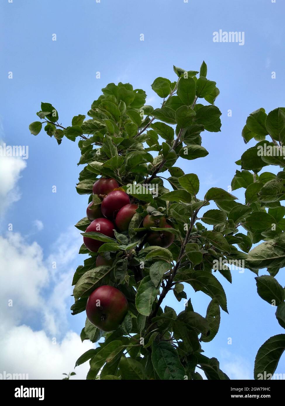 Northern ireland apple hi-res stock photography and images - Alamy