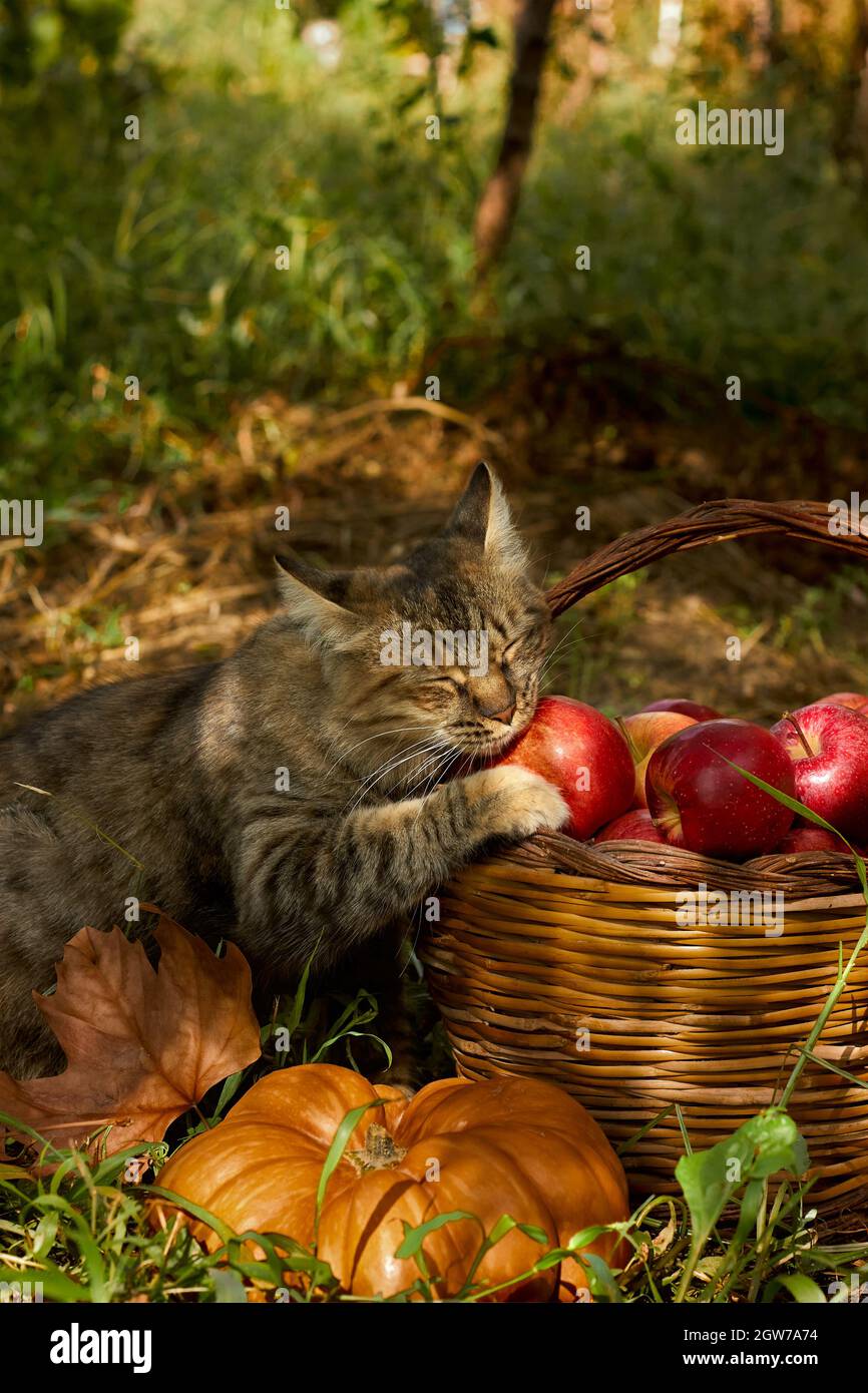 Cat in apple tree hi-res stock photography and images - Alamy