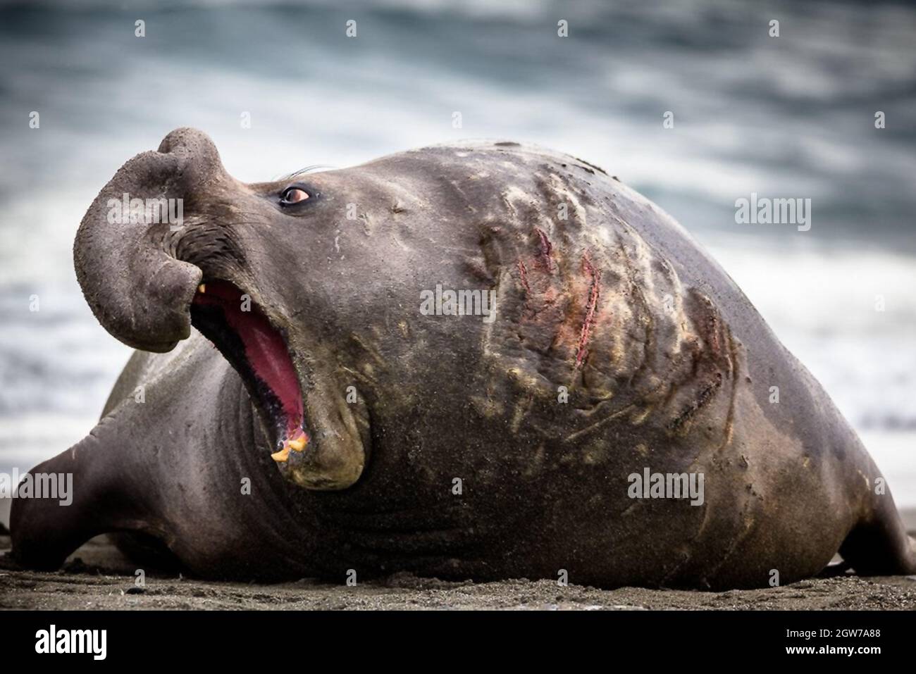 Elephant Roaring High Resolution Stock Photography and Images - Alamy