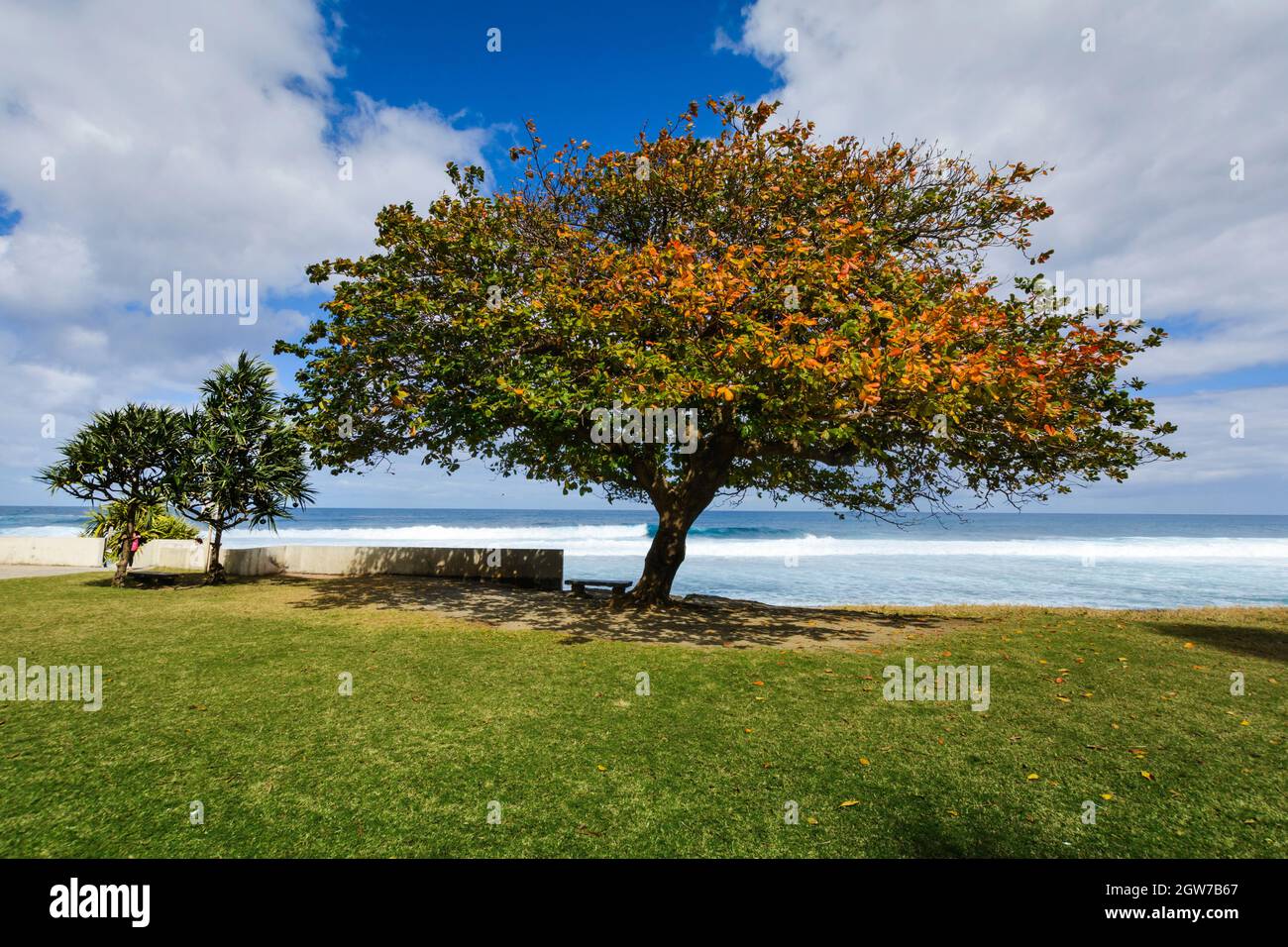 Big tree close to the beach of Grande Anse, Reunion Island with a blue ...