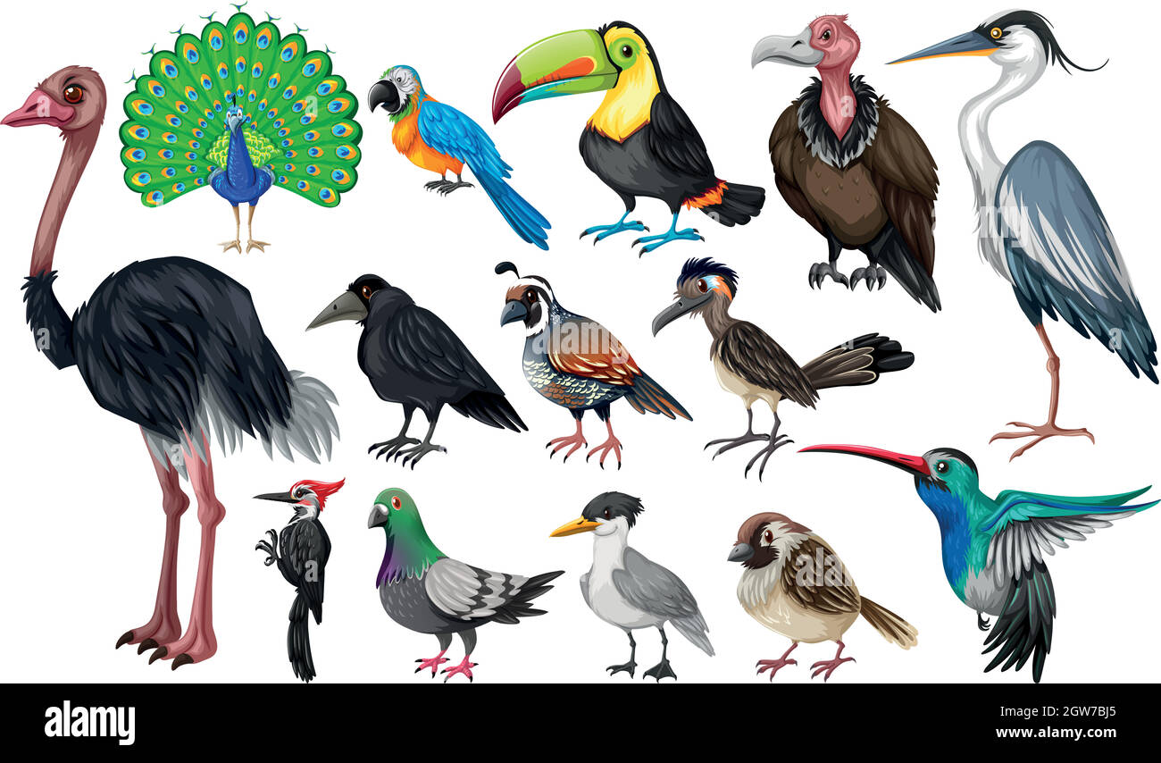 Set of wild birds Stock Vector Image & Art - Alamy