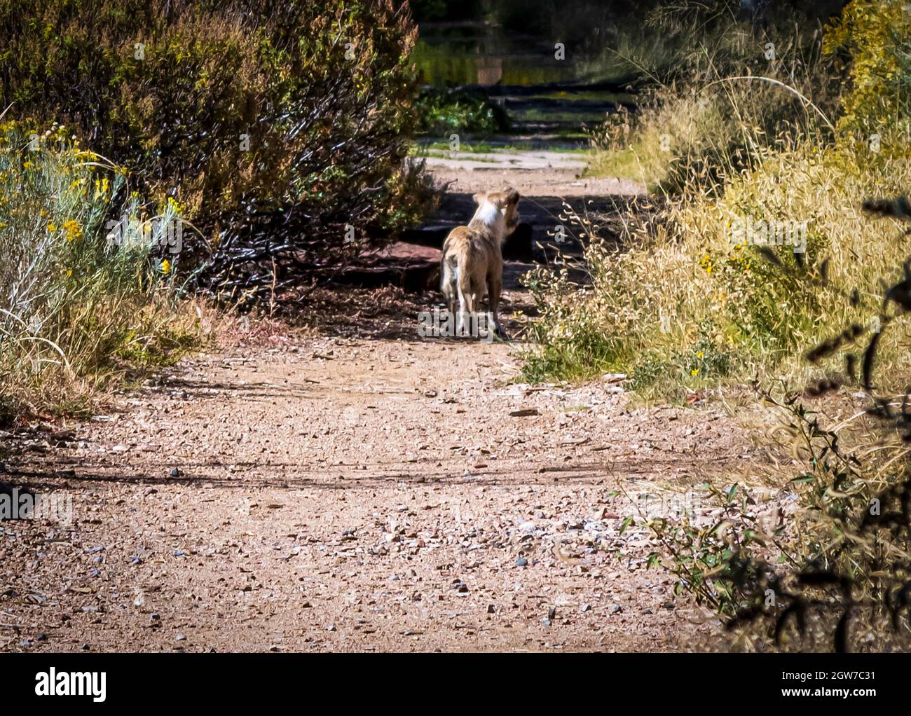 A young puppy walks along a path in a park, enjoying the day Stock ...