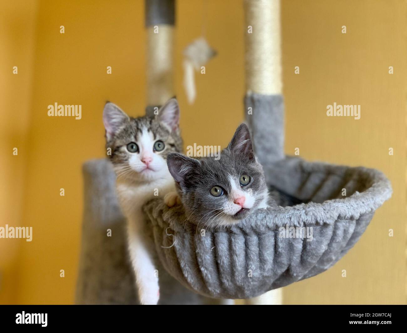Milly home hi-res stock photography and images - Alamy