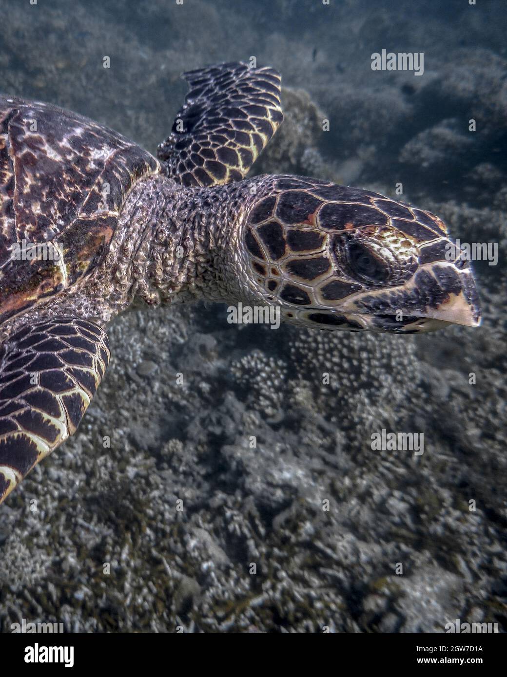 Loggerhead sea turtle shell and body hi-res stock photography and ...