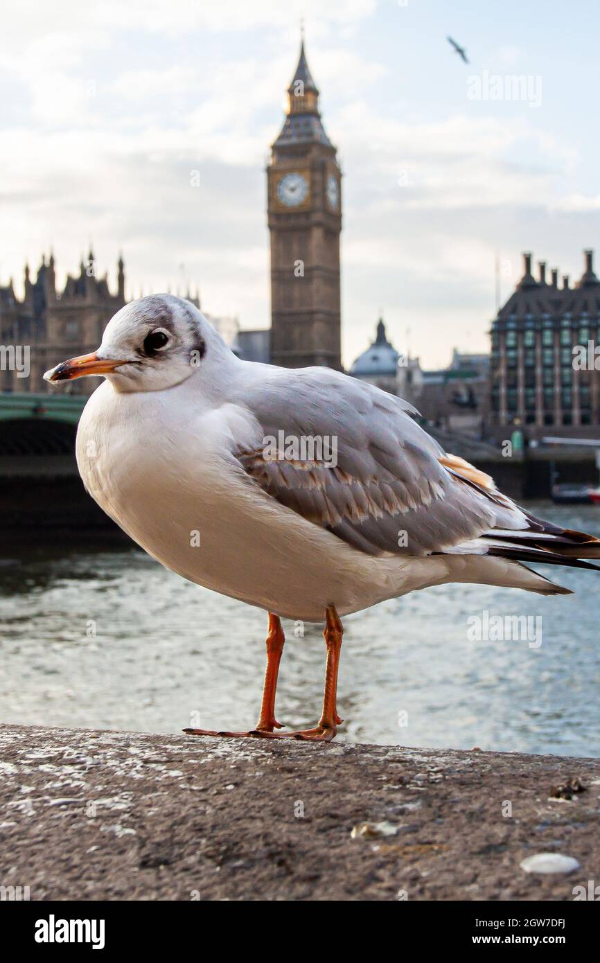 Big ben seagull hi-res stock photography and images - Alamy