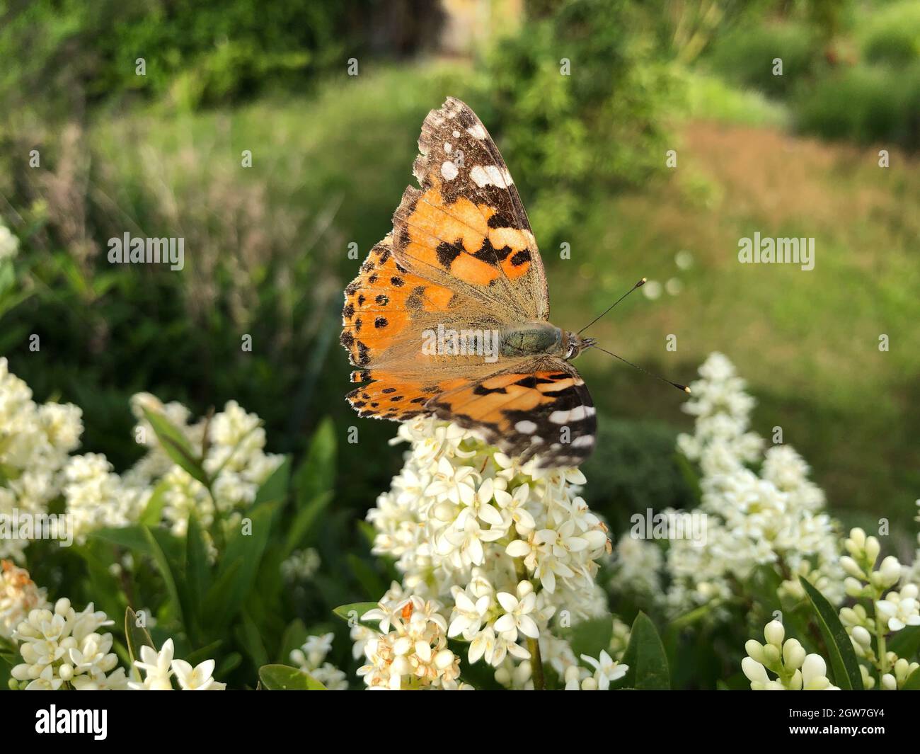 Western monarch day hi-res stock photography and images - Alamy