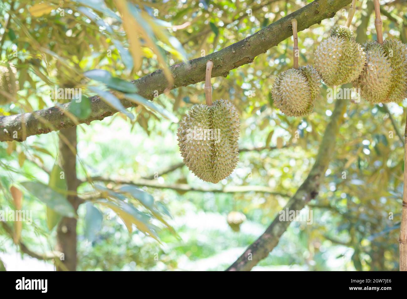 Forest durians hi-res stock photography and images - Alamy