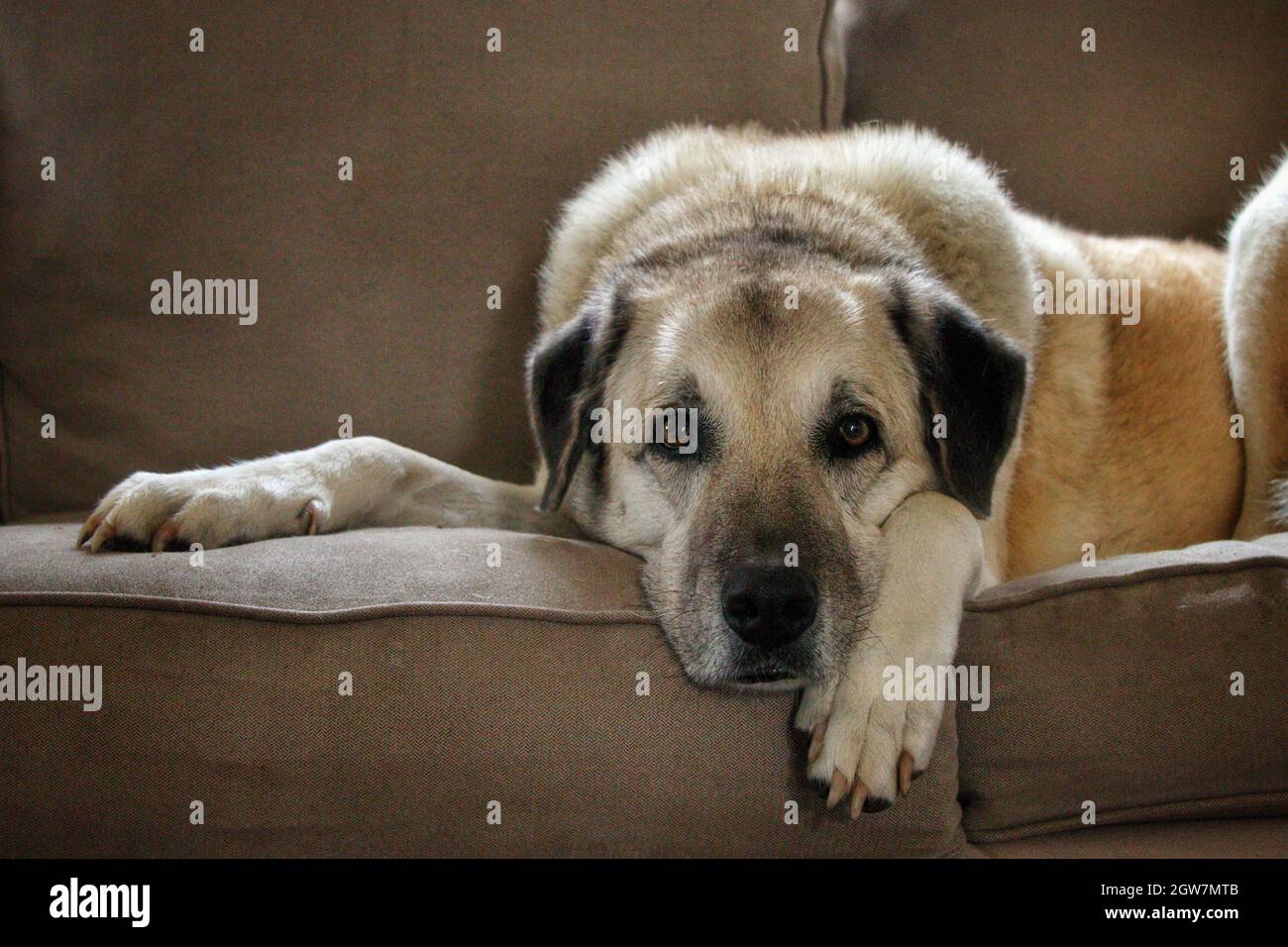 Dog chill hi-res stock photography and images - Alamy
