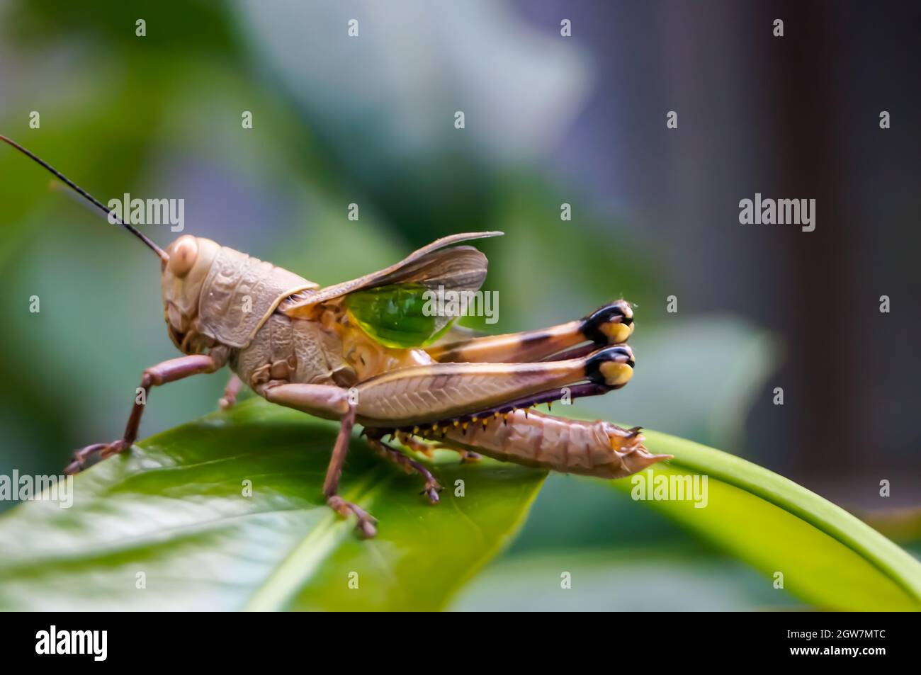 Grasshopper Wings Shell High Resolution Stock Photography and Images ...