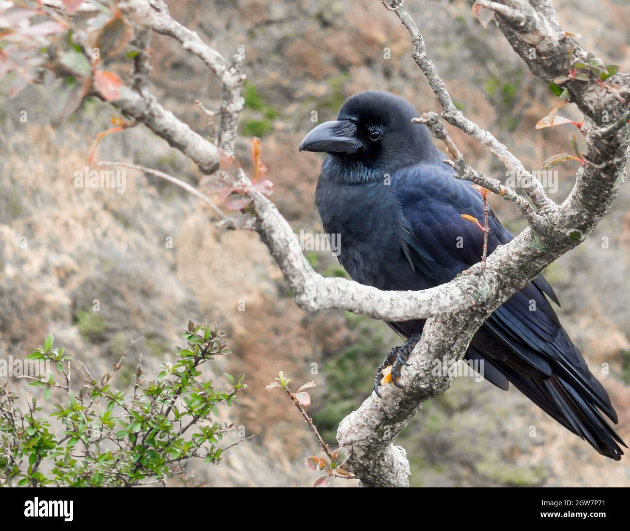 Claw like branch hi-res stock photography and images - Alamy