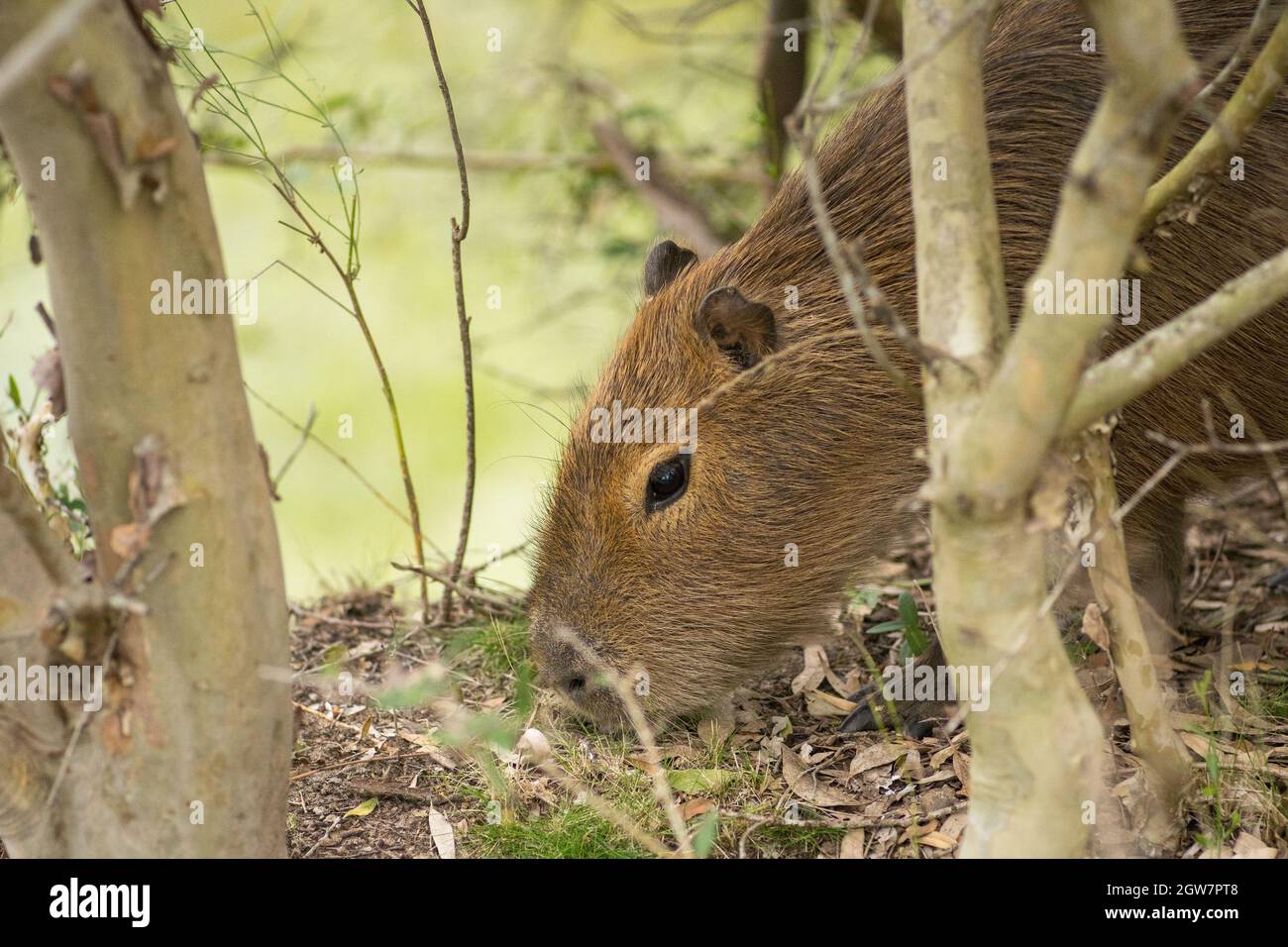 Barrel shaped body hi-res stock photography and images - Alamy