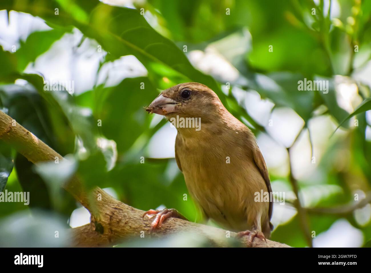 Robin house sparrow hi-res stock photography and images - Alamy