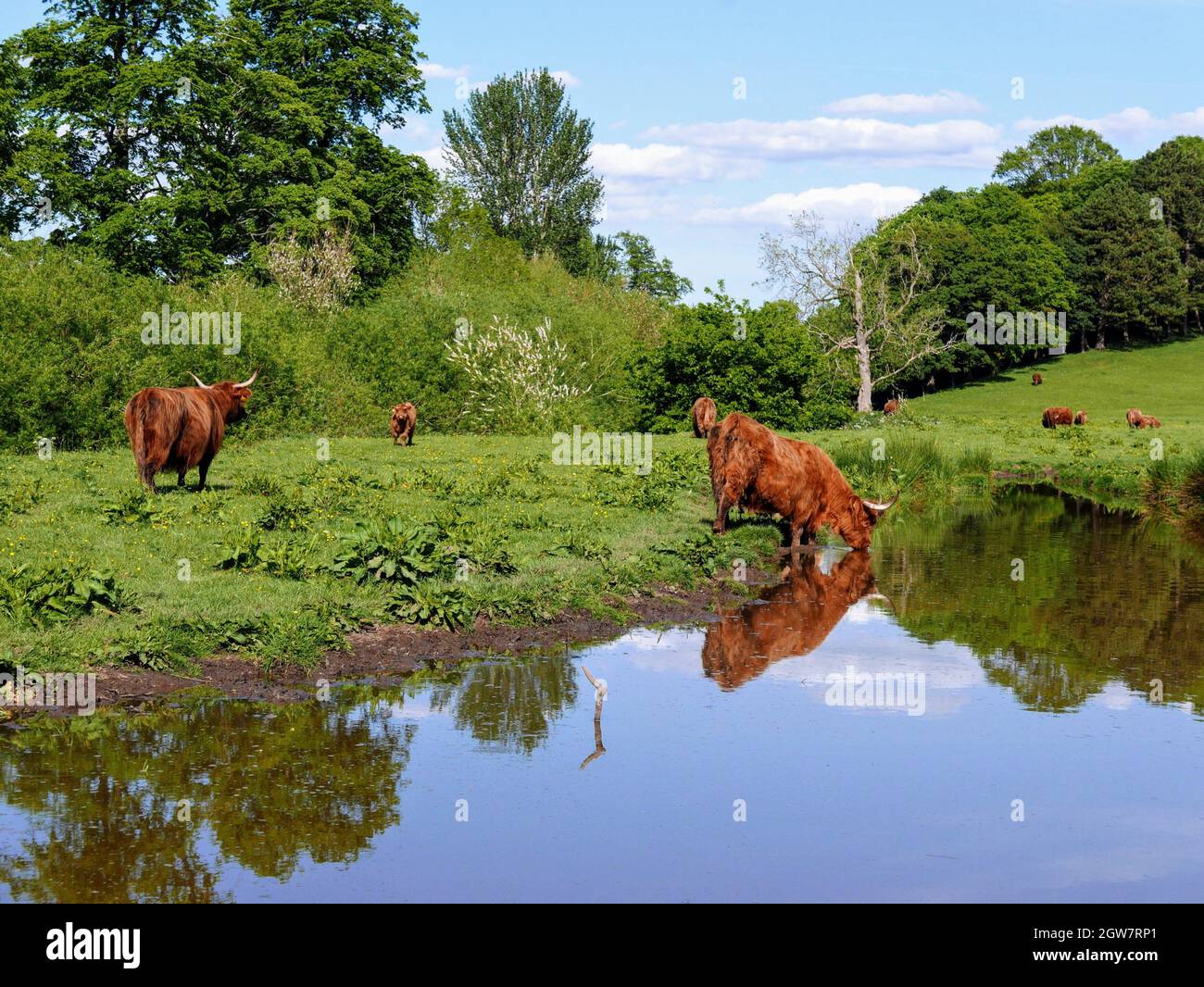 Pollock park cows glasgow hi-res stock photography and images - Alamy