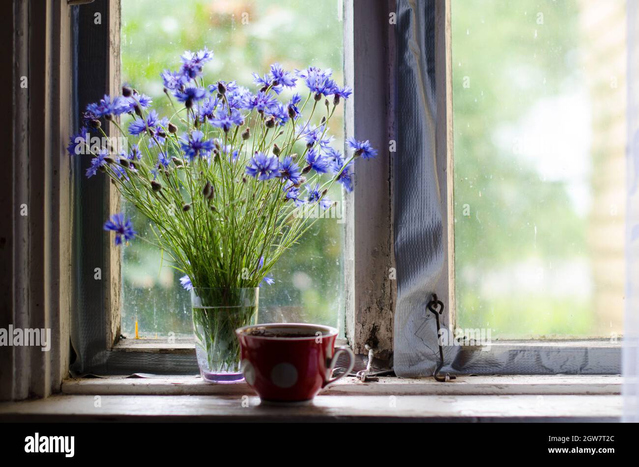 Bluebottle cornflower hi-res stock photography and images - Alamy