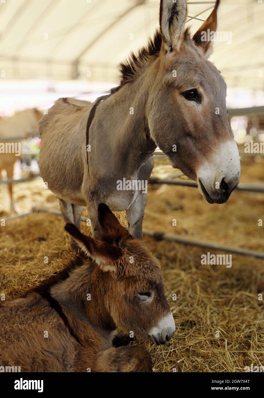 Mule in stable hi-res stock photography and images - Alamy